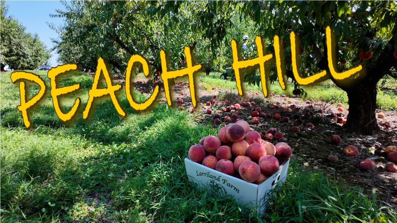 🇺🇸 Peach Tree Harvest 🍑 /How to Know When to Pick Peaches / Family Farm ...