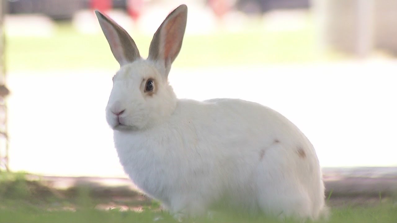 CONTACT 13: Rabbit roundup fails - YouTube