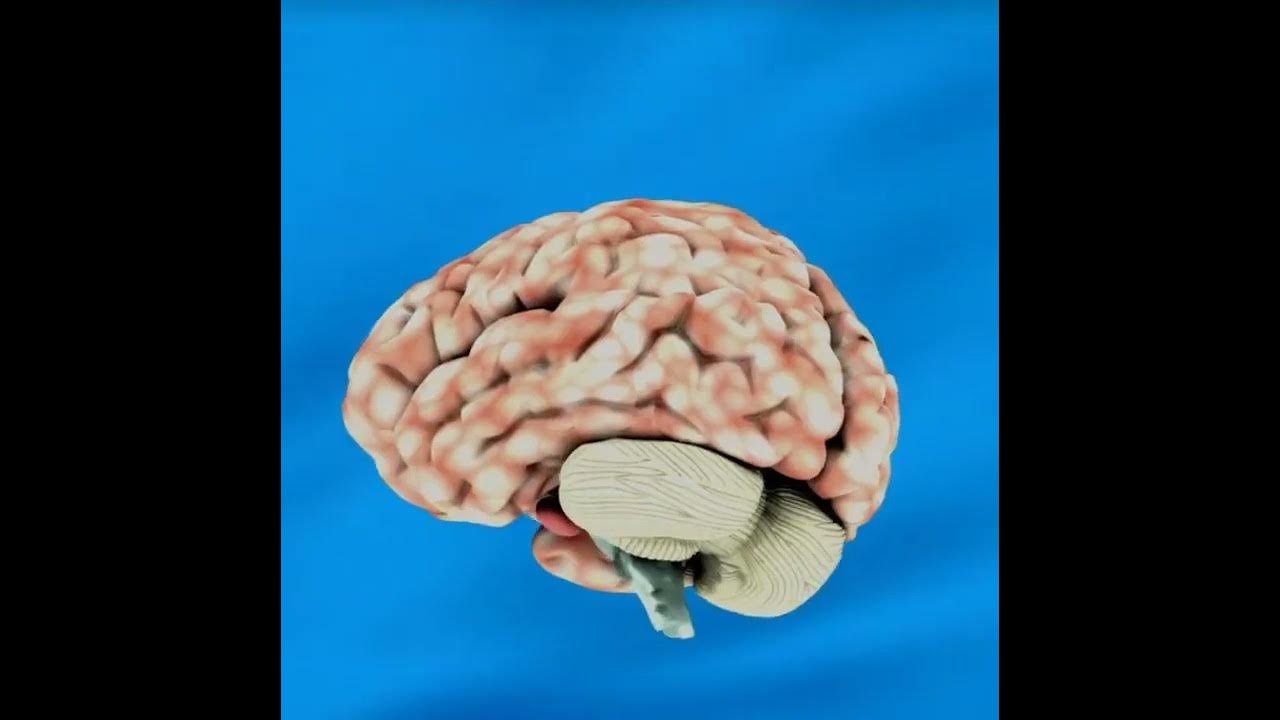 Amazing Fact About Human Brain In Hindi Facts shorts facts YouTube amazing-fact-about-human-brain-in-hindi-facts-shorts-facts-youtube
