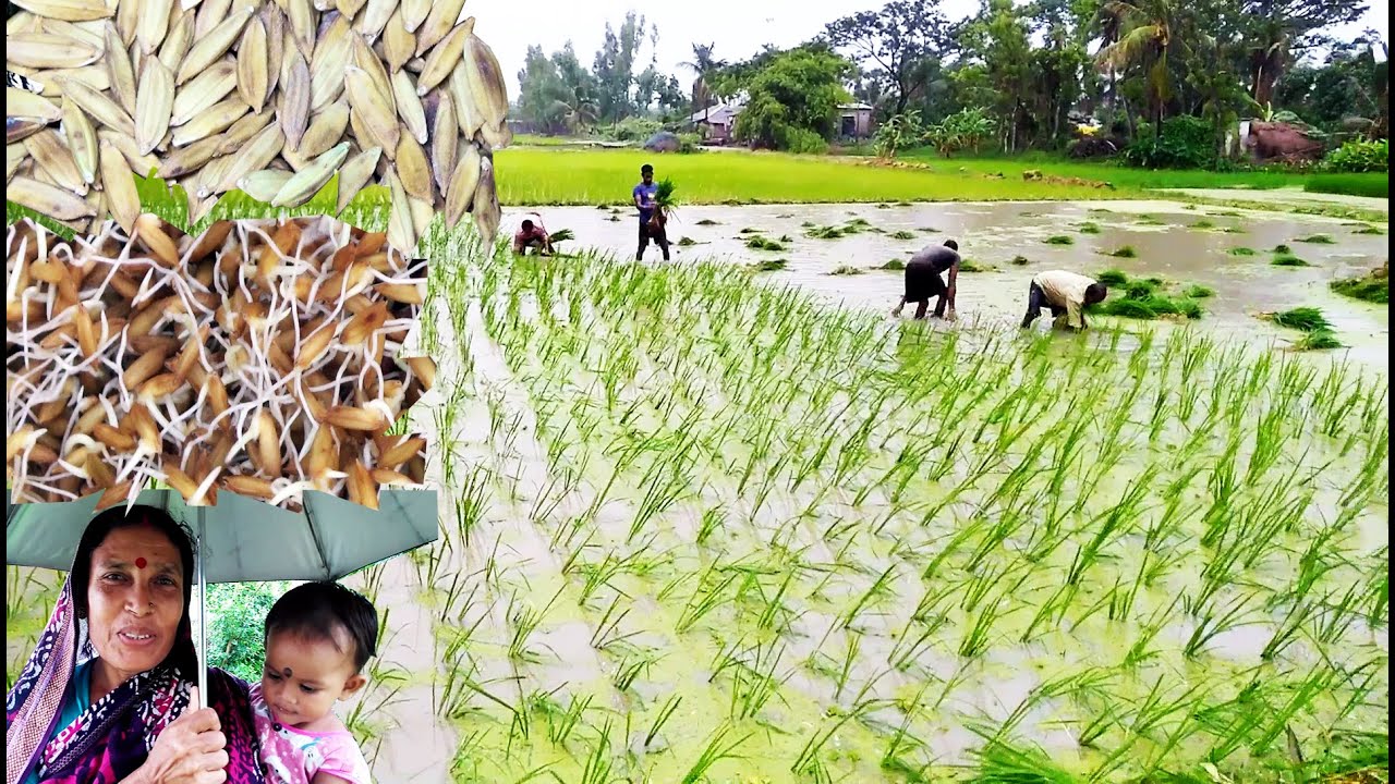 Borshar Somoy Amader AMON Dhan Je Bhabe Chas Kora Hoy.The Way We ...