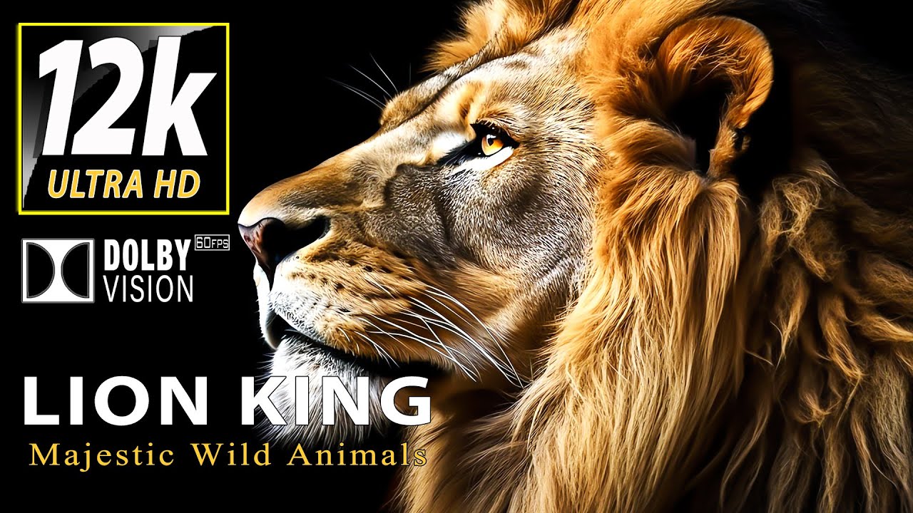 LION KING: Majestic Wild Animals in 12K Video 60fps HDR - with Soothing ...