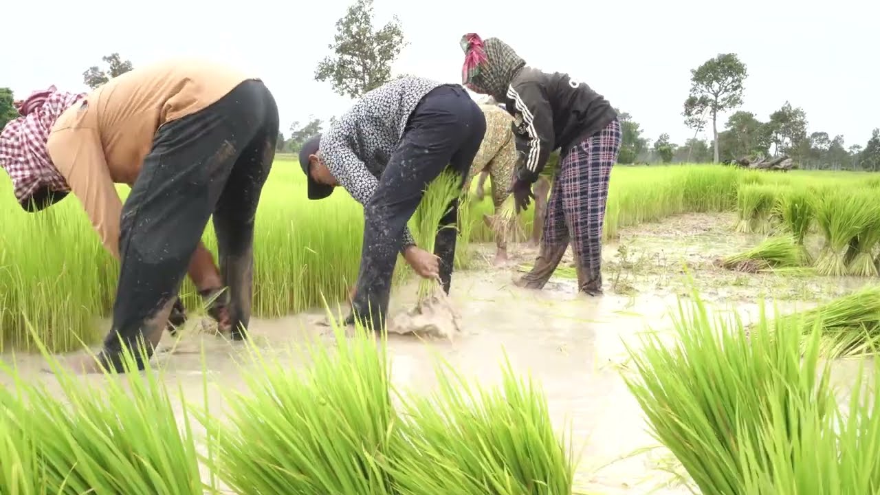 Technique to plant Rice with a rice tree in Rainy season - YouTube
