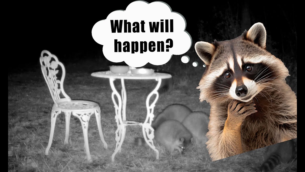 What will wildlife do with a table and chair - Trail Camera Wildlife ...