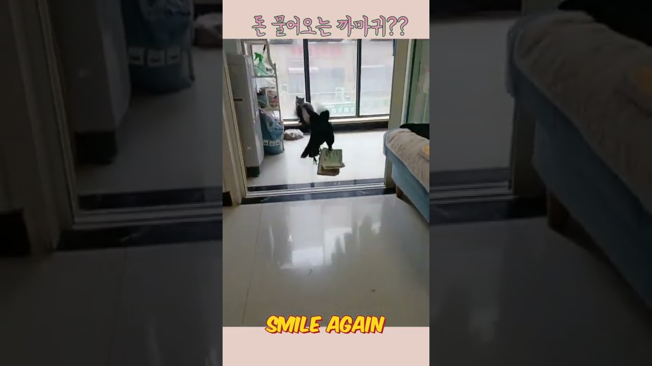 #477 돈 물어오는 까마귀 | BRINGING MONEY CROW #쇼츠 #shorts #humor - YouTube