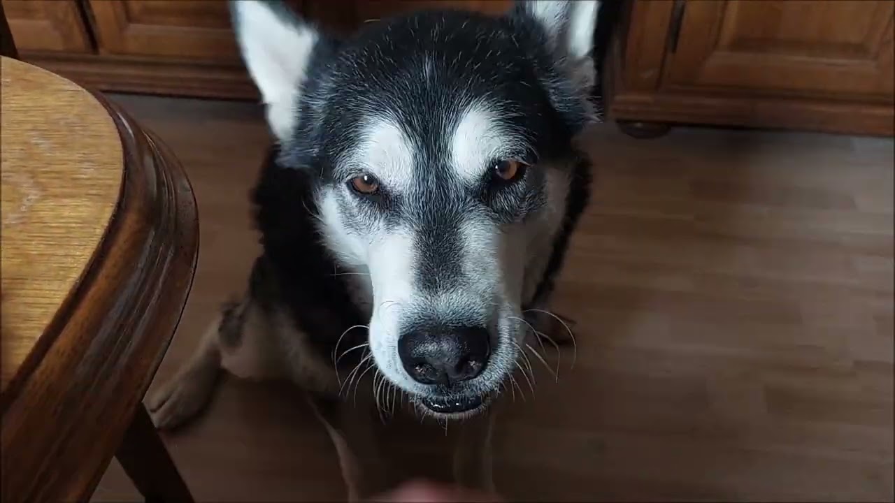 Who is a little bit spoiled? - YouTube