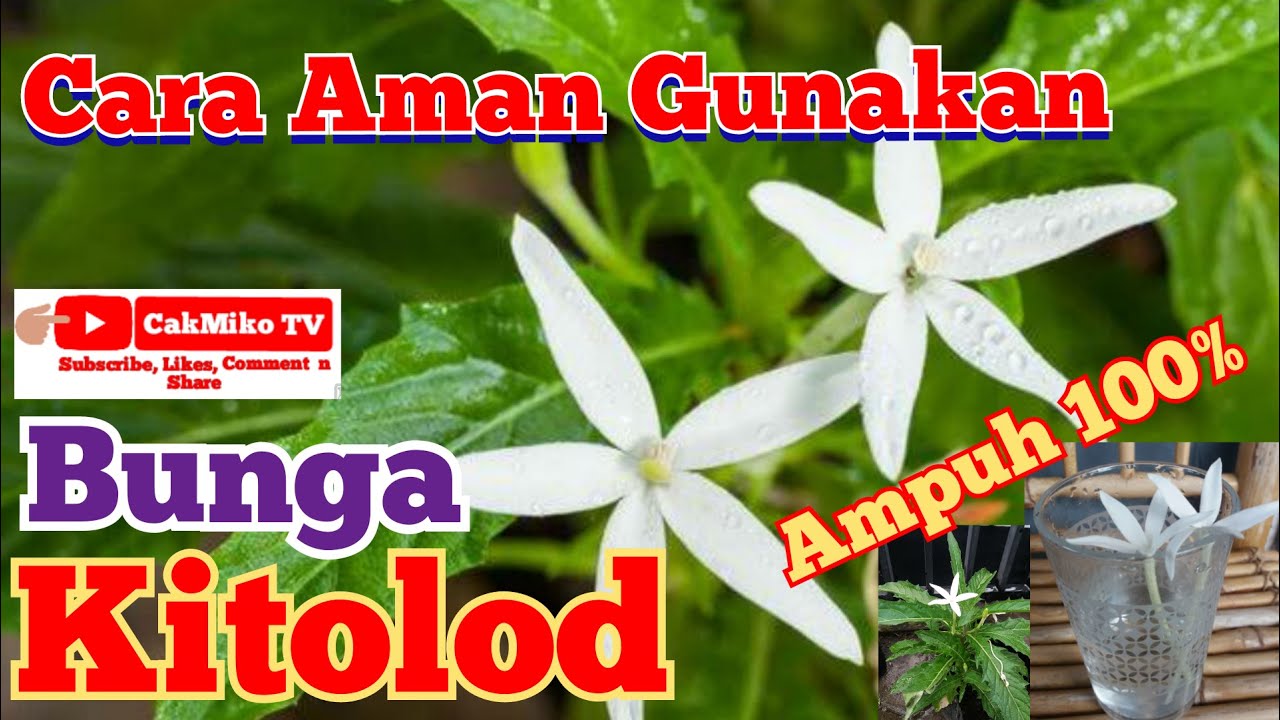 Cara Aman Menggunakan Bunga Kitolod Obat Tetes Katarak Mata Minus # ...