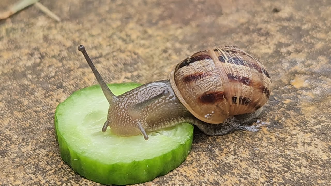 Snail Eating Cucumber Time Lapse - YouTube