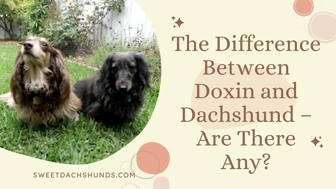 The Difference Between Doxin and Dachshund – Are There Any? - YouTube