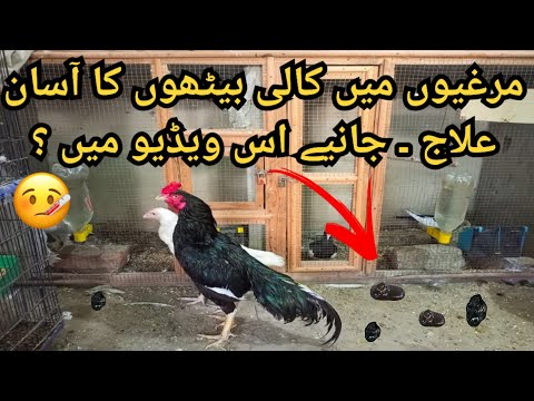 How to Treat Black Poop Problem in Poultry?