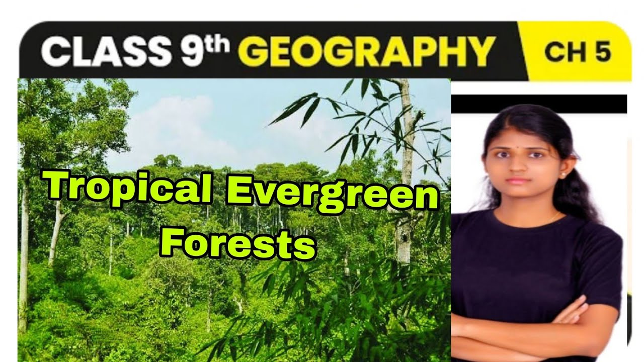 Tropical Evergreen Forests|| Natural vegetation and wildlife|| Ncert ...