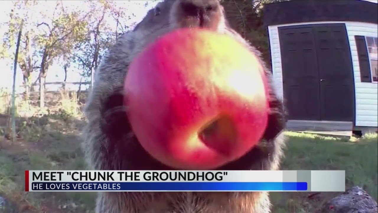 "Chunk" the Groundhog - YouTube