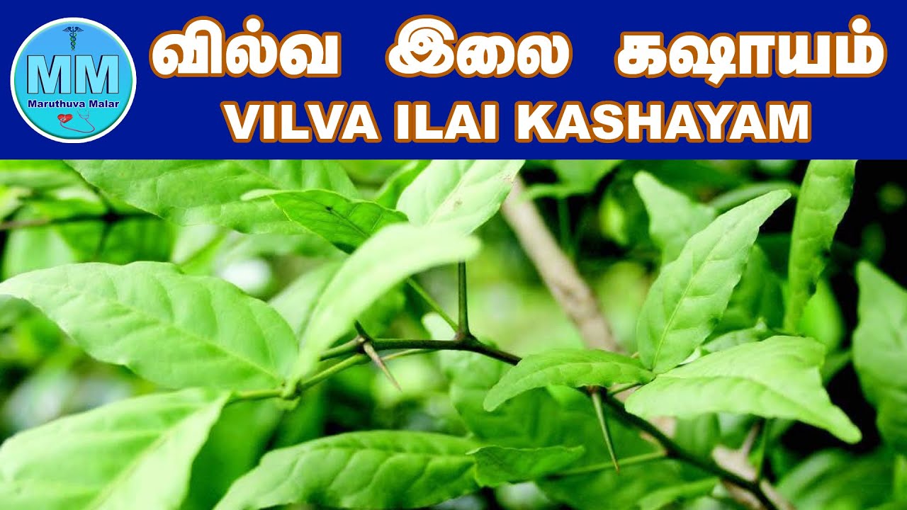 Vilvam Leaf - YouTube