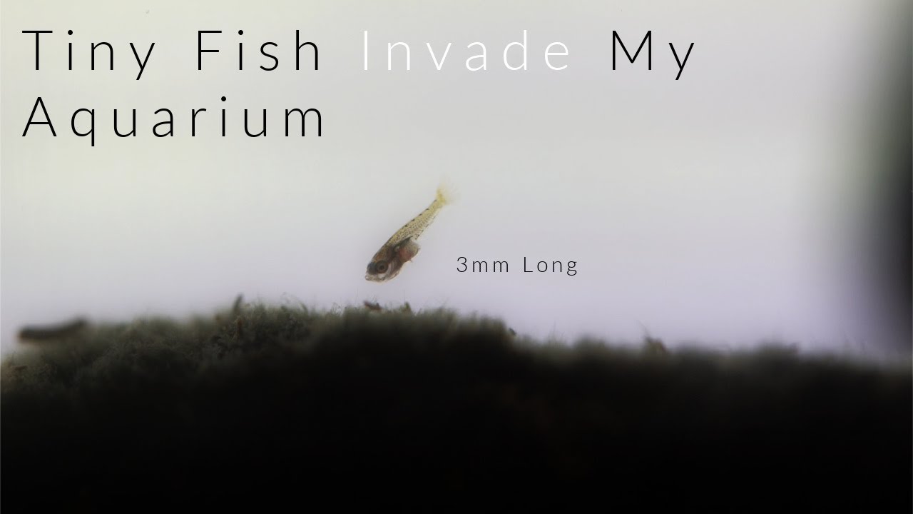 I Found Microscopic Fish Surviving In My Fish Tank - YouTube