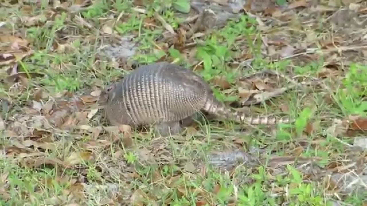 armadillo foraging on Weedon Island - YouTube