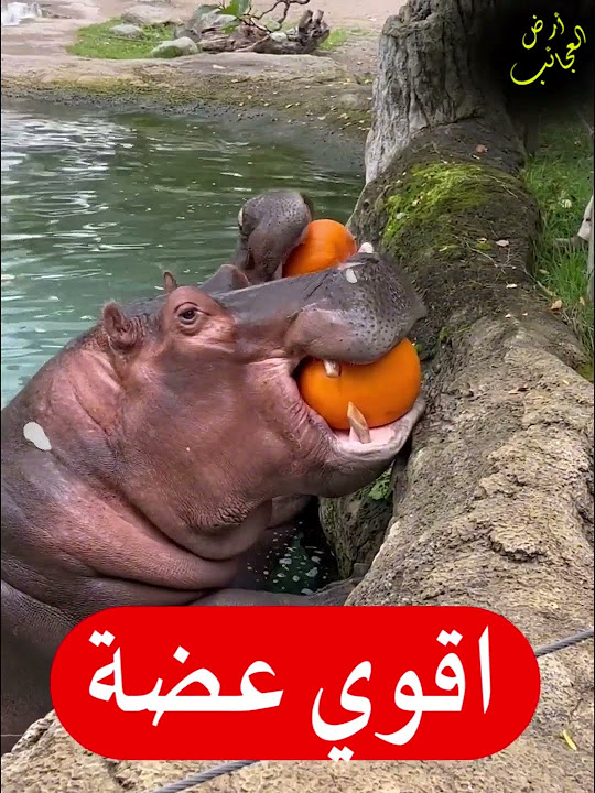 لا مزاح مع فرس النهر عضة مرعبة Shorts Youtube