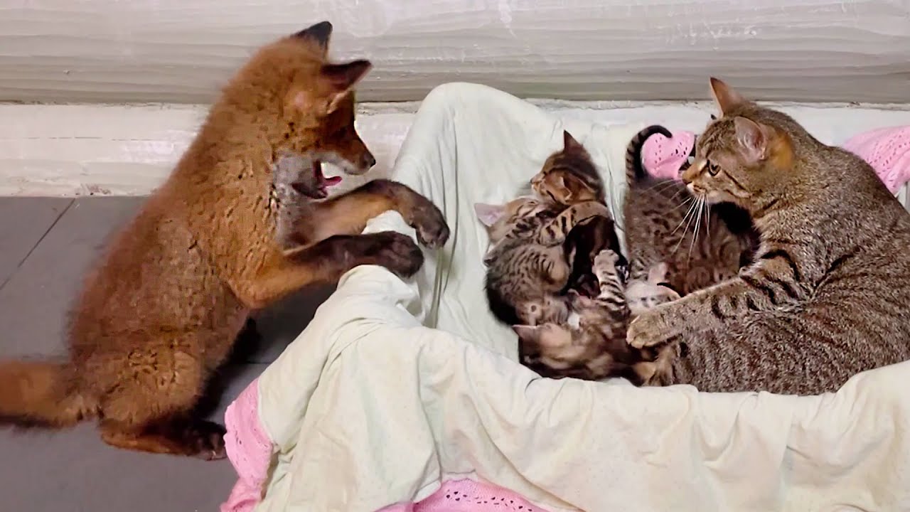 A mother cat's reaction to Fox | Fox and kittens - YouTube