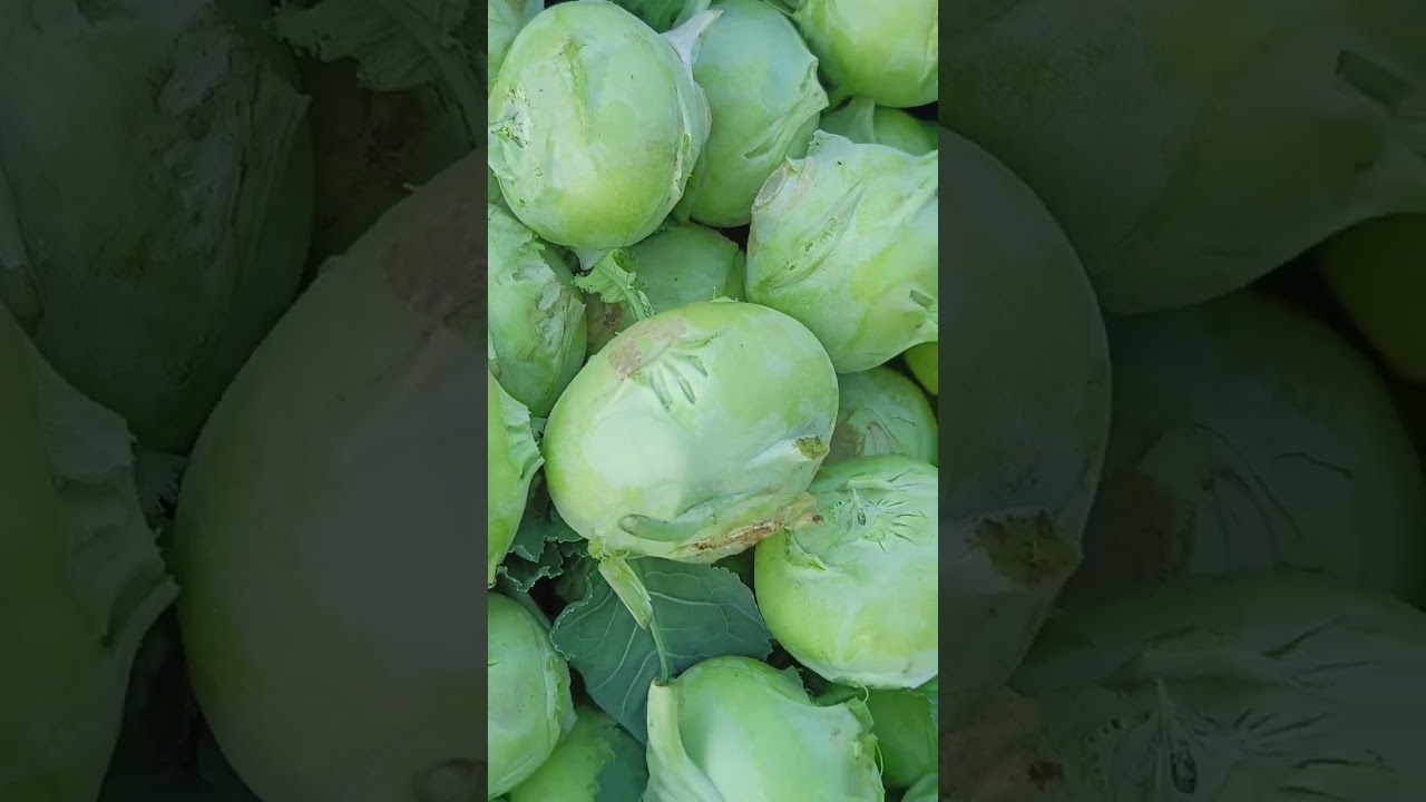Green Vegitable // Vegitable lover // food lover - YouTube