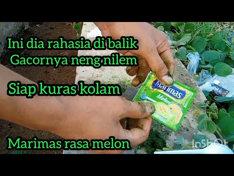 Tutorial buat umpan penguras kolam.di jamin gacor boz#antiboncos