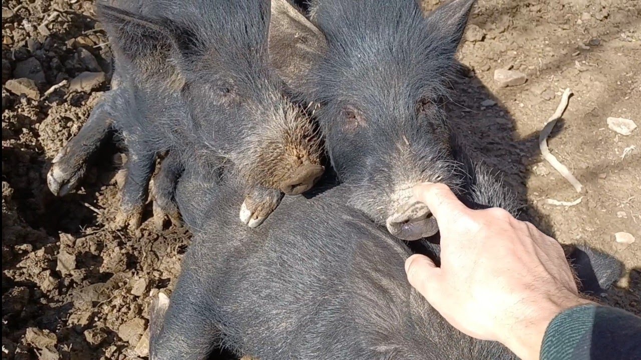 Meet Elsa the Pig - YouTube