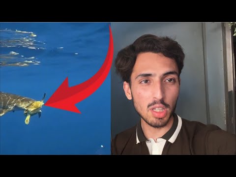     Khud Ko Protect Karna Seekho 😳 | Turtle vs Shark 🦈🐢