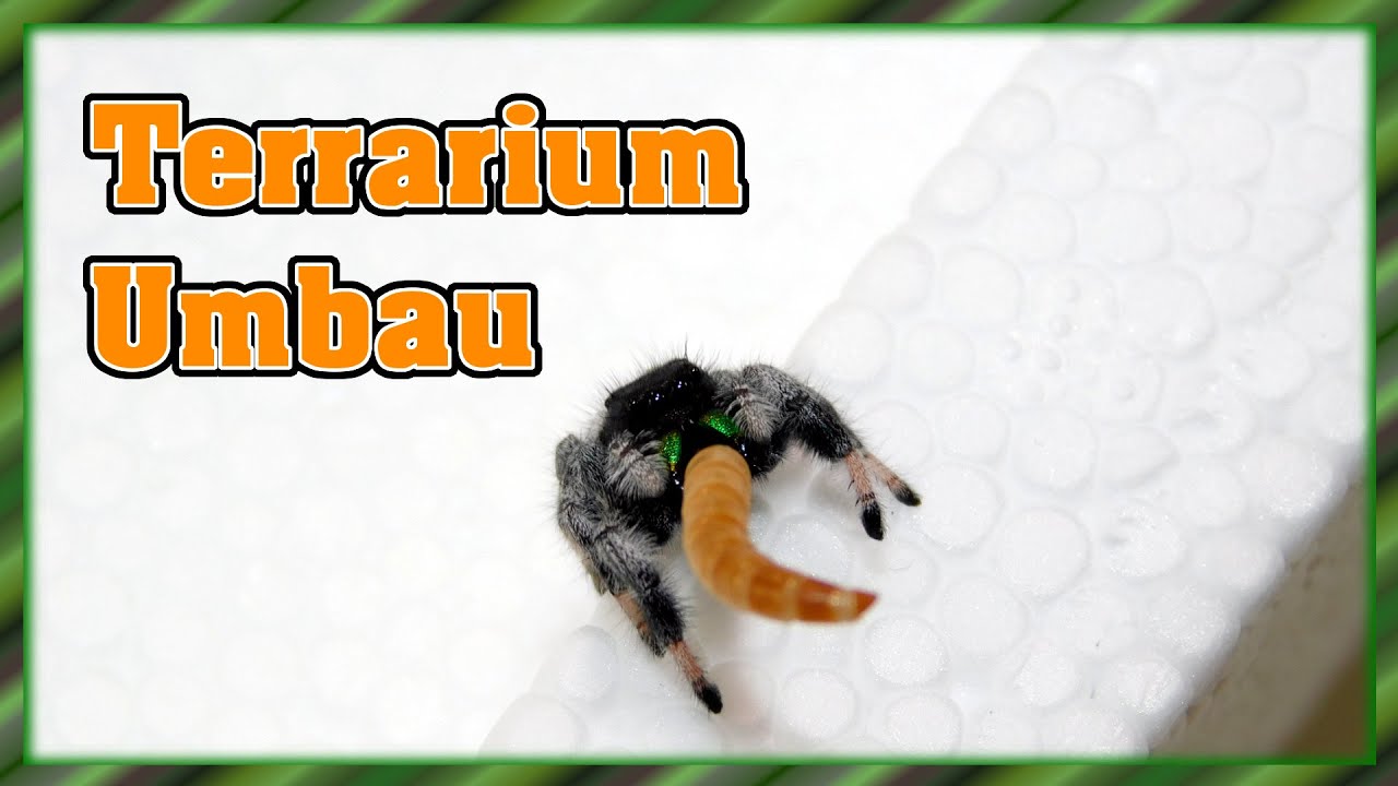 Phidippus regius - Terrarium-Umbau | Füttern - YouTube