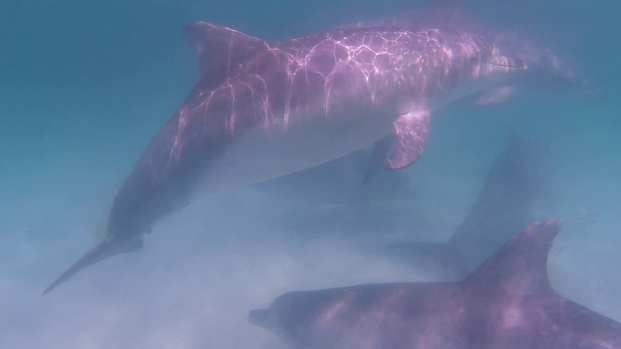 Dolphins swimming and talking with me. Turn the volume right up and listen to the dolphins ...