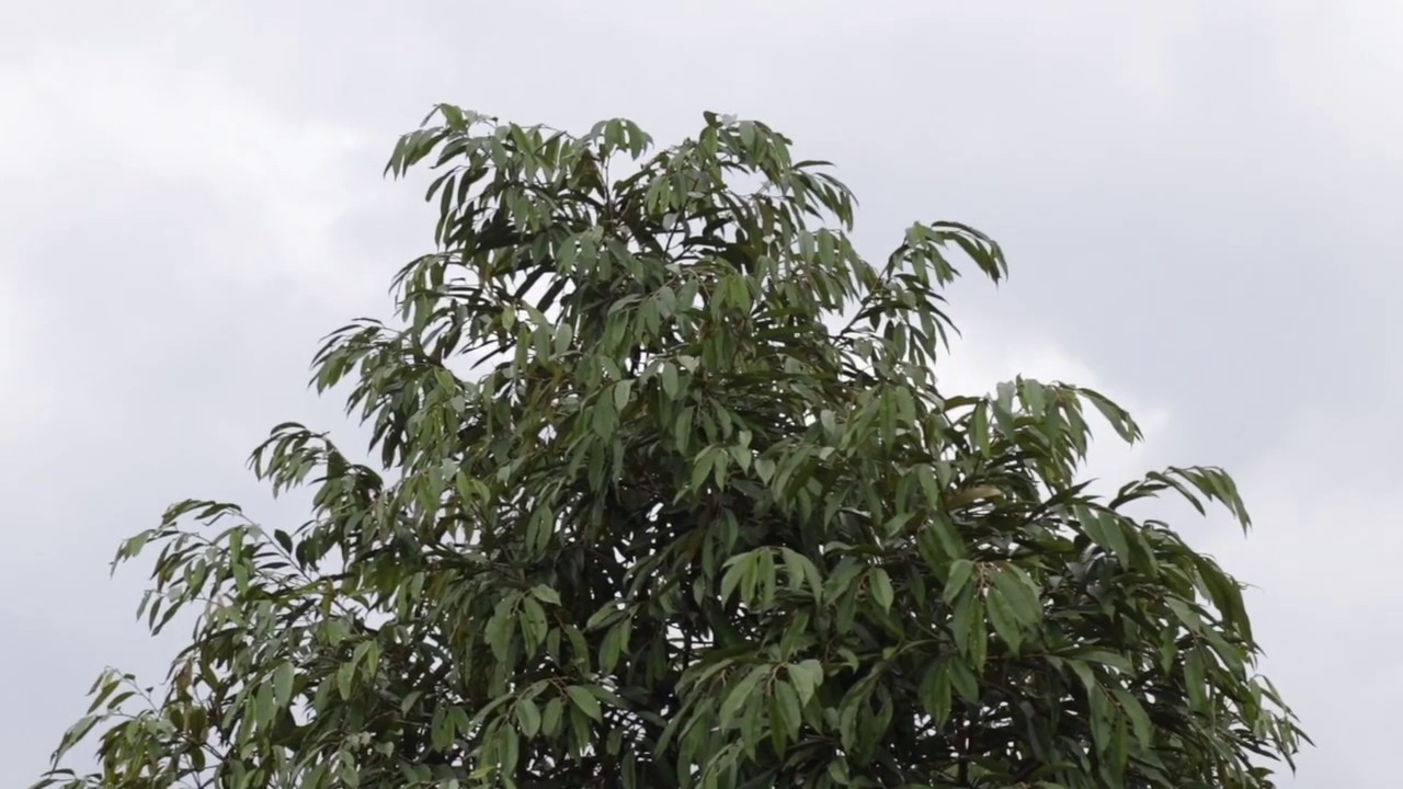 Teknik pembajaan durian / Durian fertilization technique - YouTube