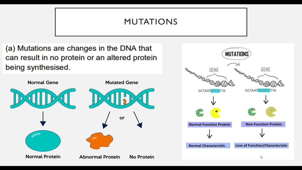 Single Gene Mutations Youtube