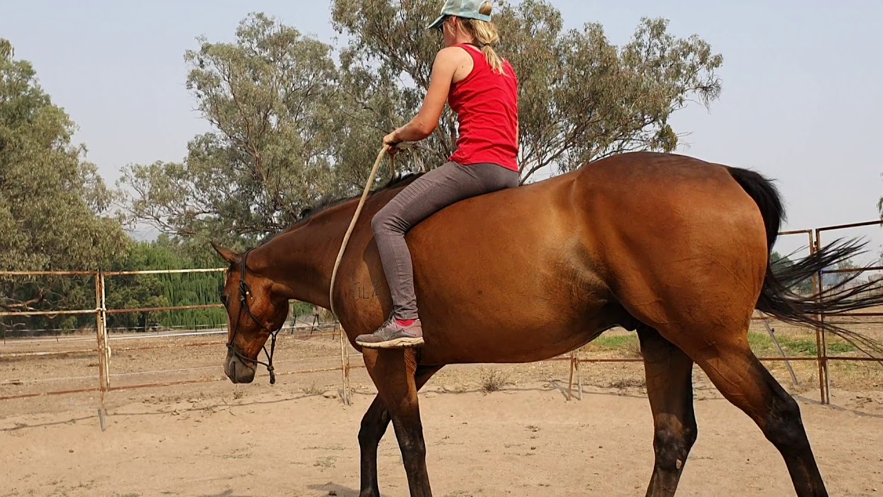 Riding bridleless - YouTube