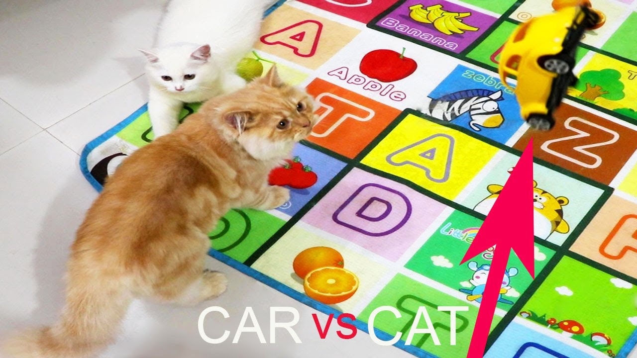 Cats vs Taxi Car ! The cat wants to catch the car funny moment - YouTube