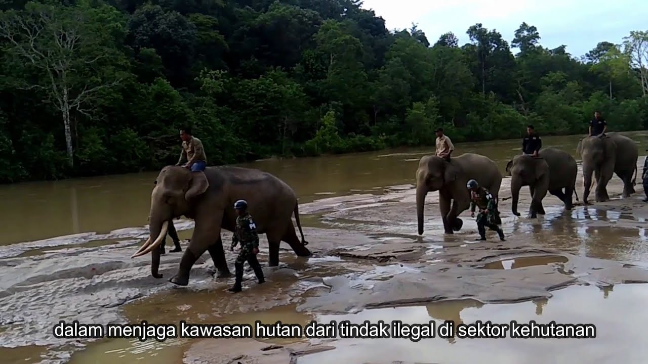 Aktivitas Gajah Sumatera di Kamp Gajah Jinak di Aceh Jaya - YouTube
