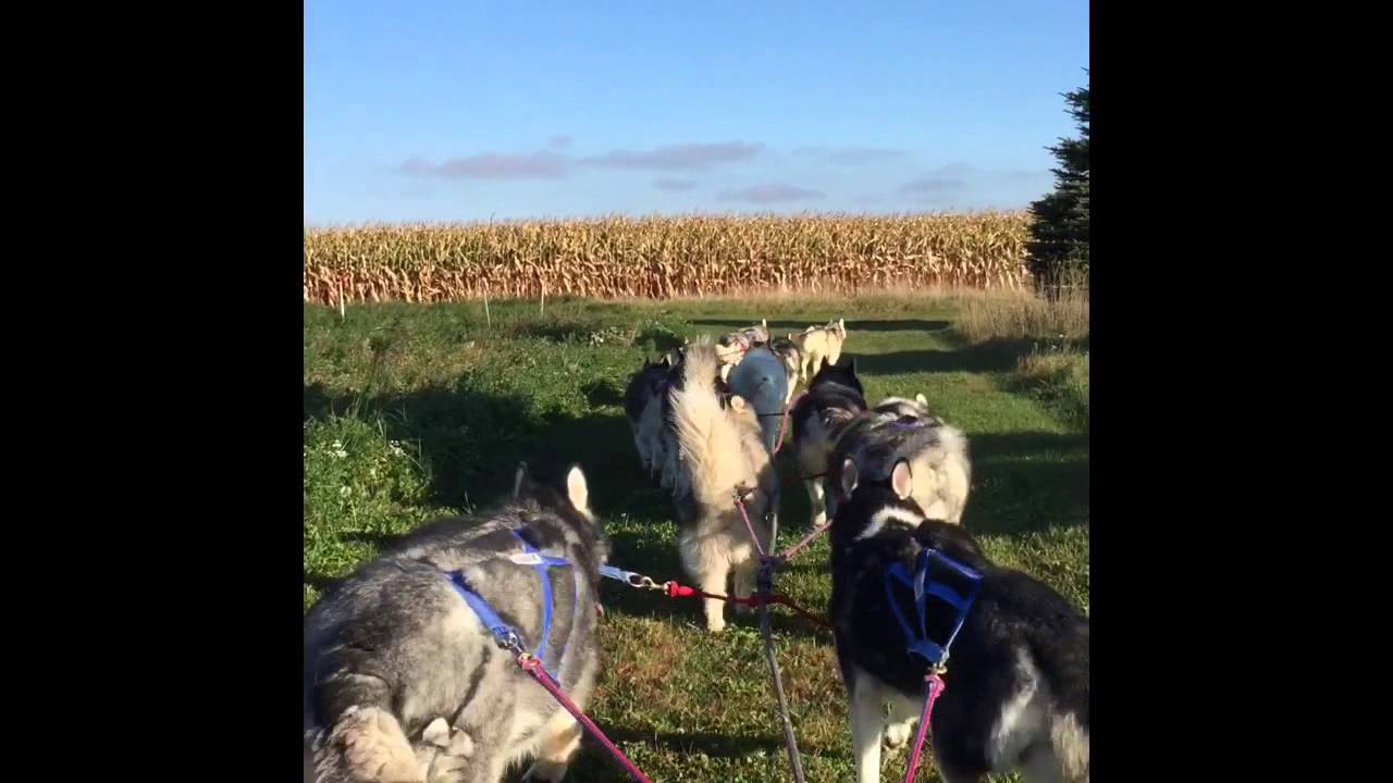 Dog Sledding at Siberian Outpost - YouTube