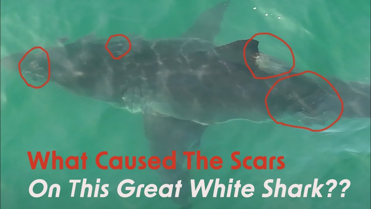What Caused The Scars On This Great White Shark?? - YouTube