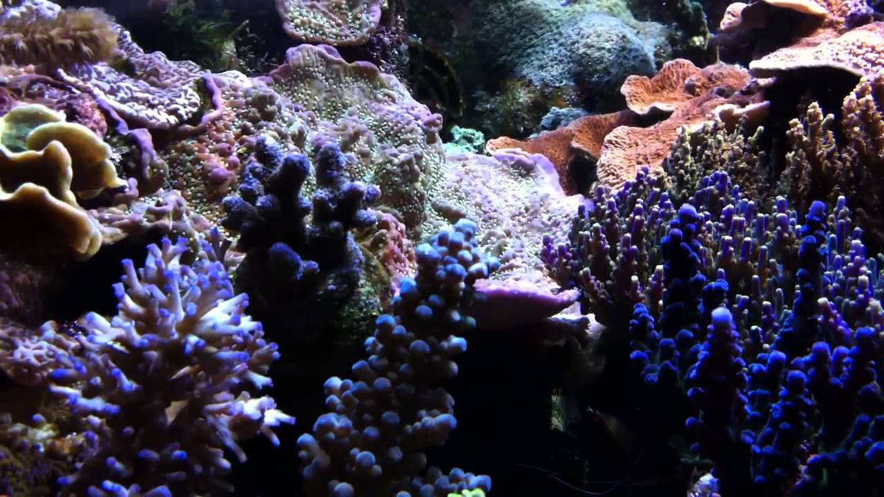 Rich Ross' Reef - YouTube