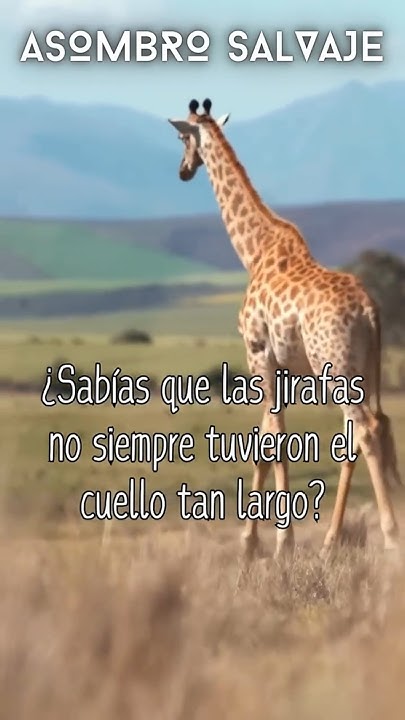 🦒 El curioso caso de las jirafas y su cuello 🤯 #curiosidades #naturaleza #jirafa - YouTube