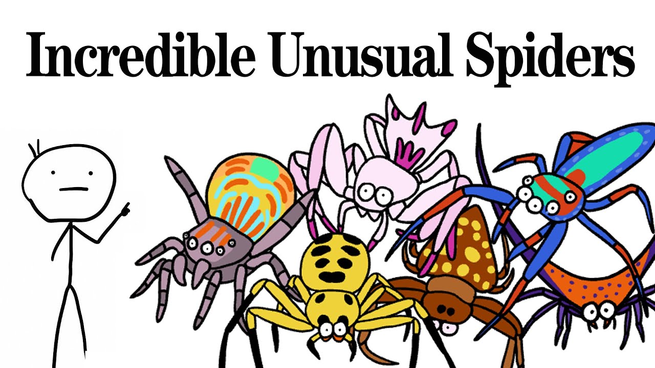 Amazing Beautiful Spiders You’ve Never Seen Before #animals #biology # ...