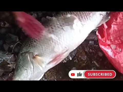 Jitada / Chonak fish cutting in paapdi fish market vasai # Asian ...