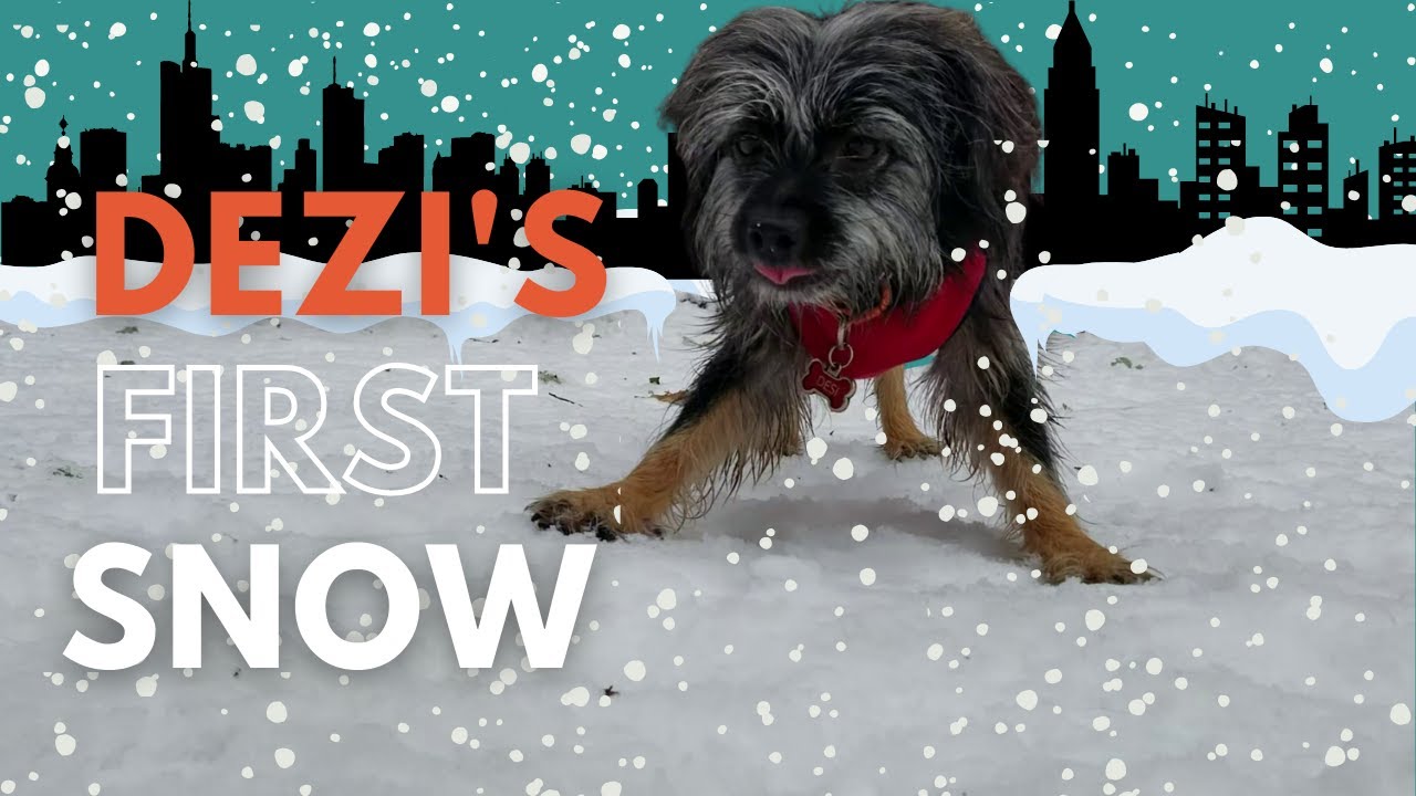 Puerto Rican Terrier Plays In Snow For First Time - YouTube