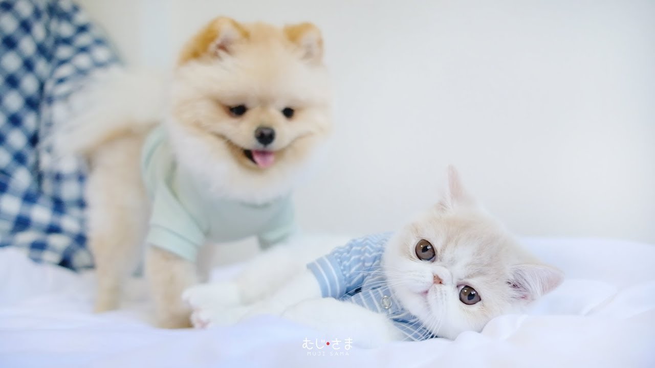 Cat play with Dog : MUMARU and MUJI - YouTube