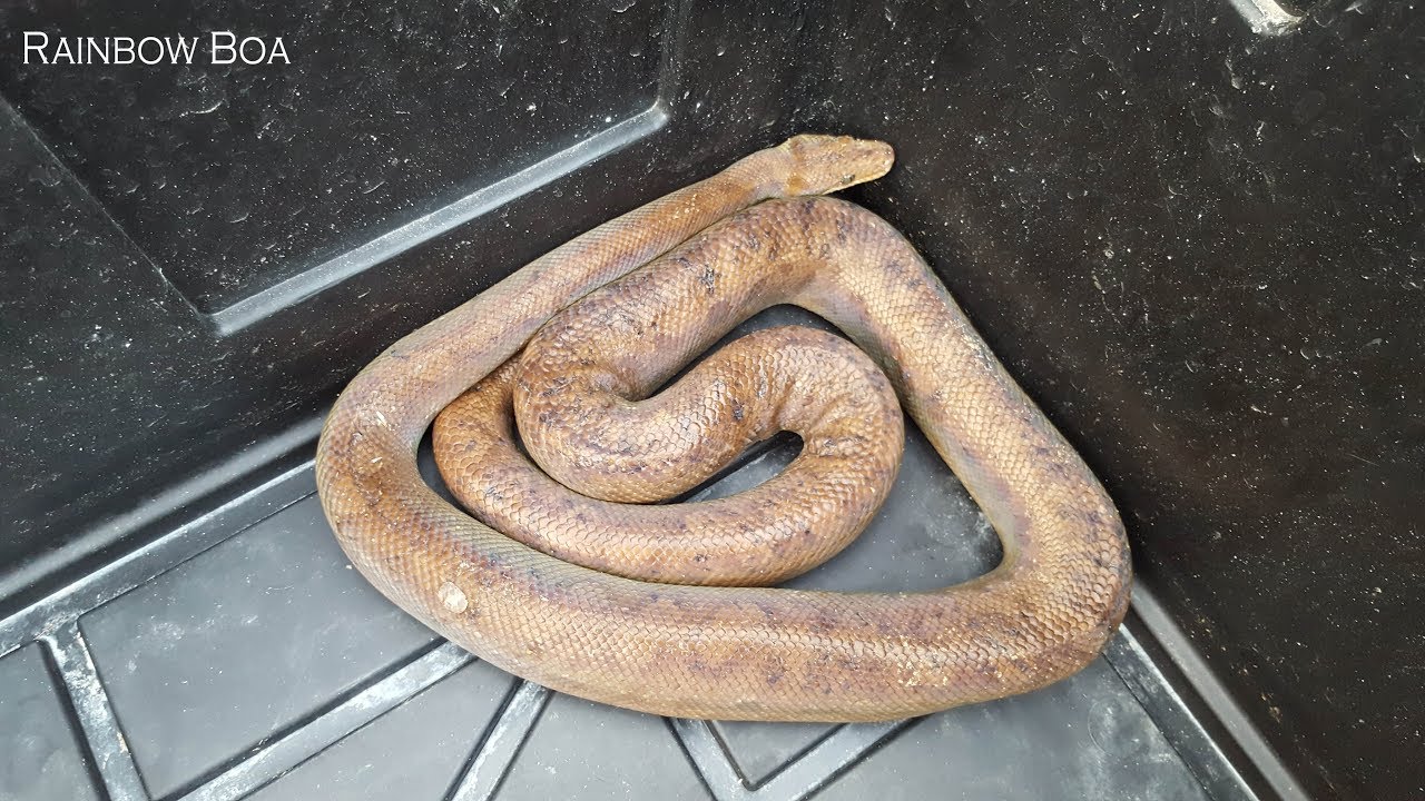 Rainbow Boa Rescue from Chicken Coupe - YouTube