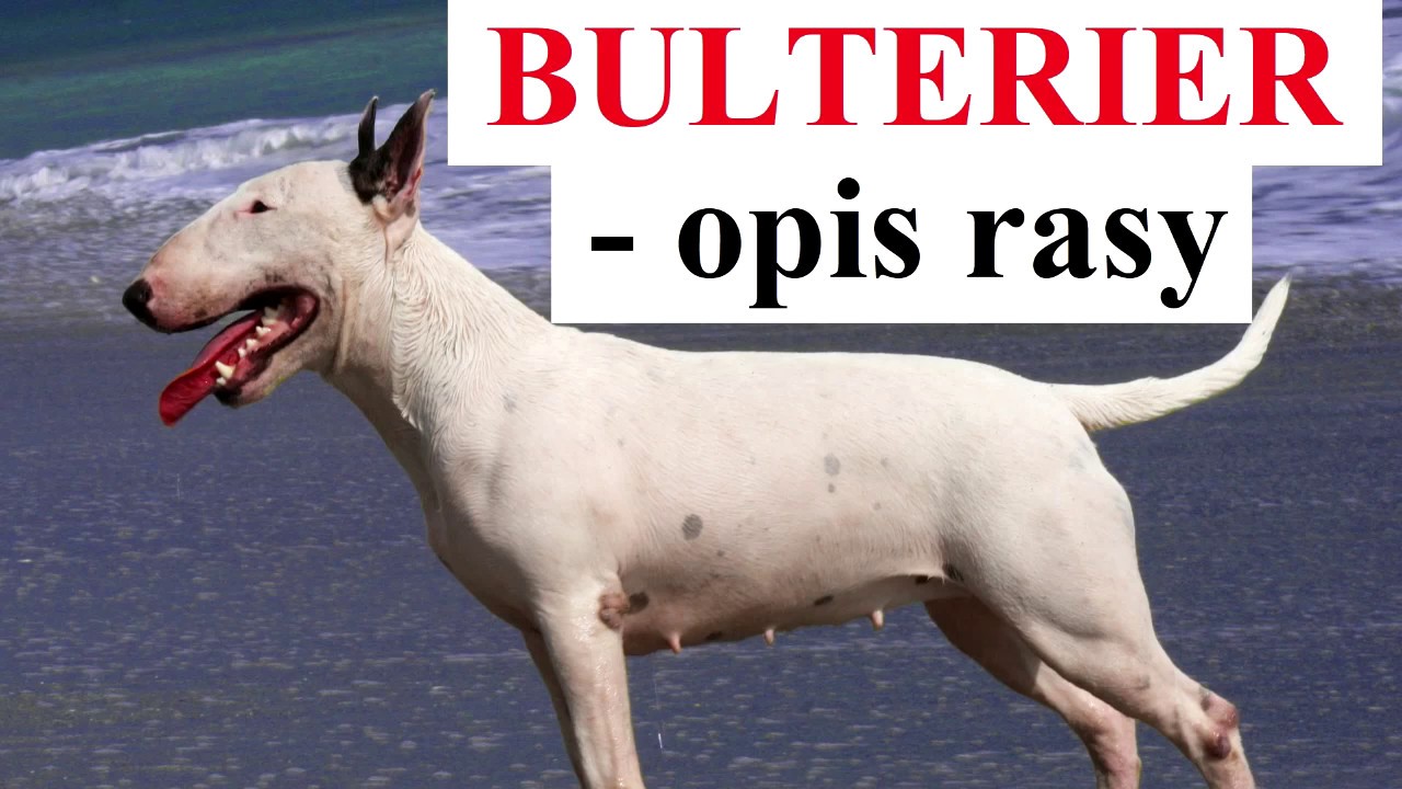 BULTERIER - opis rasy - YouTube
