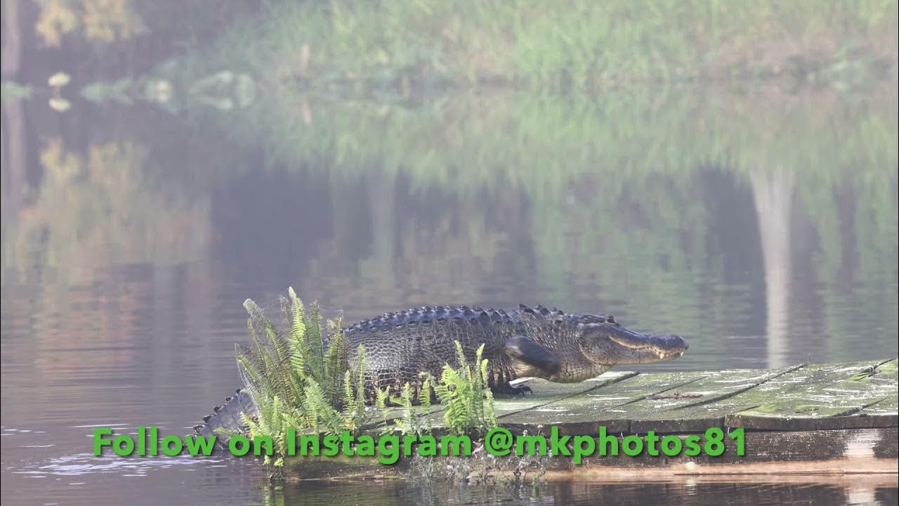 Alligator "Stumpy in the Morning" by Michael Krause @mkphotos81on ...