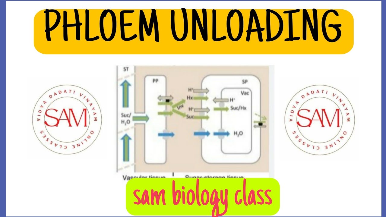 PHLOEM UNLOADING@SAM BIOLOGY CLASS. - YouTube
