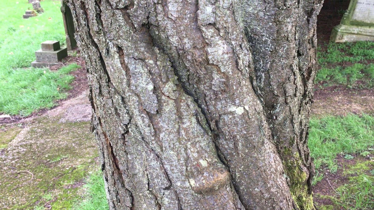 Purple leaf plum - trunk - February 2020 - YouTube