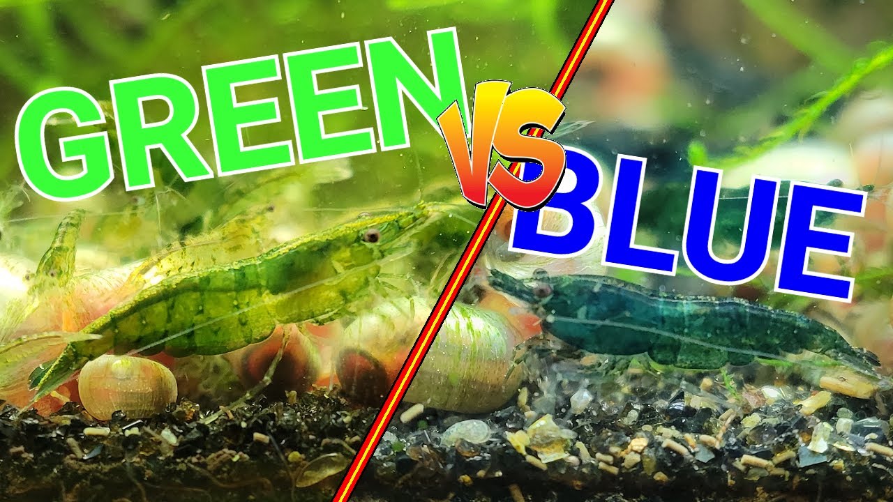 SELECTIVE BREEDING 101: GRADING AND CULLING AQUARIUM SHRIMPS - YouTube