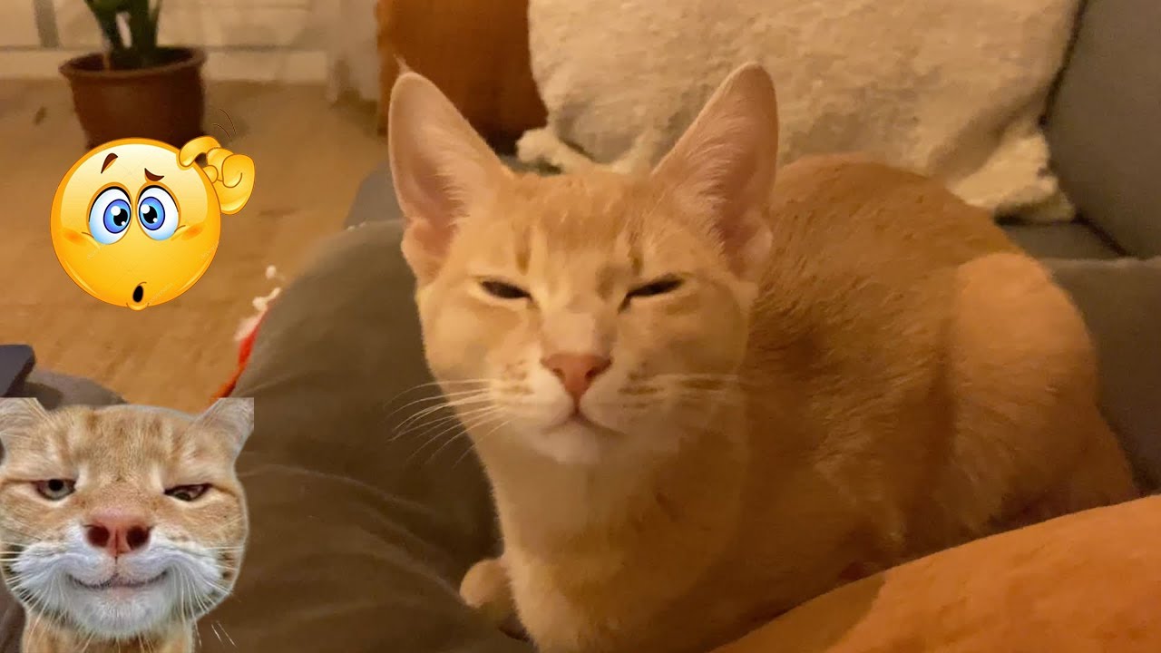 Watch and TRY NOT TO LAUGH 🤣 Chuckle Cats Videos of 2024 #3 - YouTube