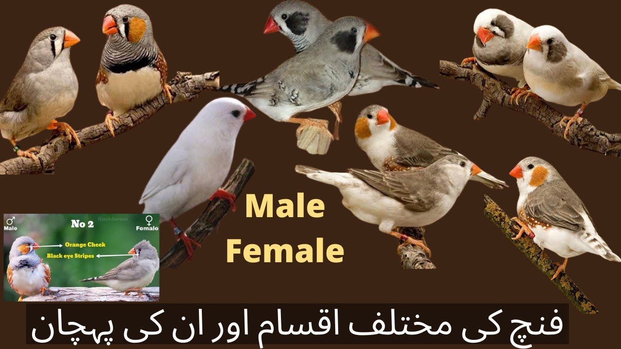 Zebra Finch Color Mutations || Male Female In Finch Bird || فنچ کی ...