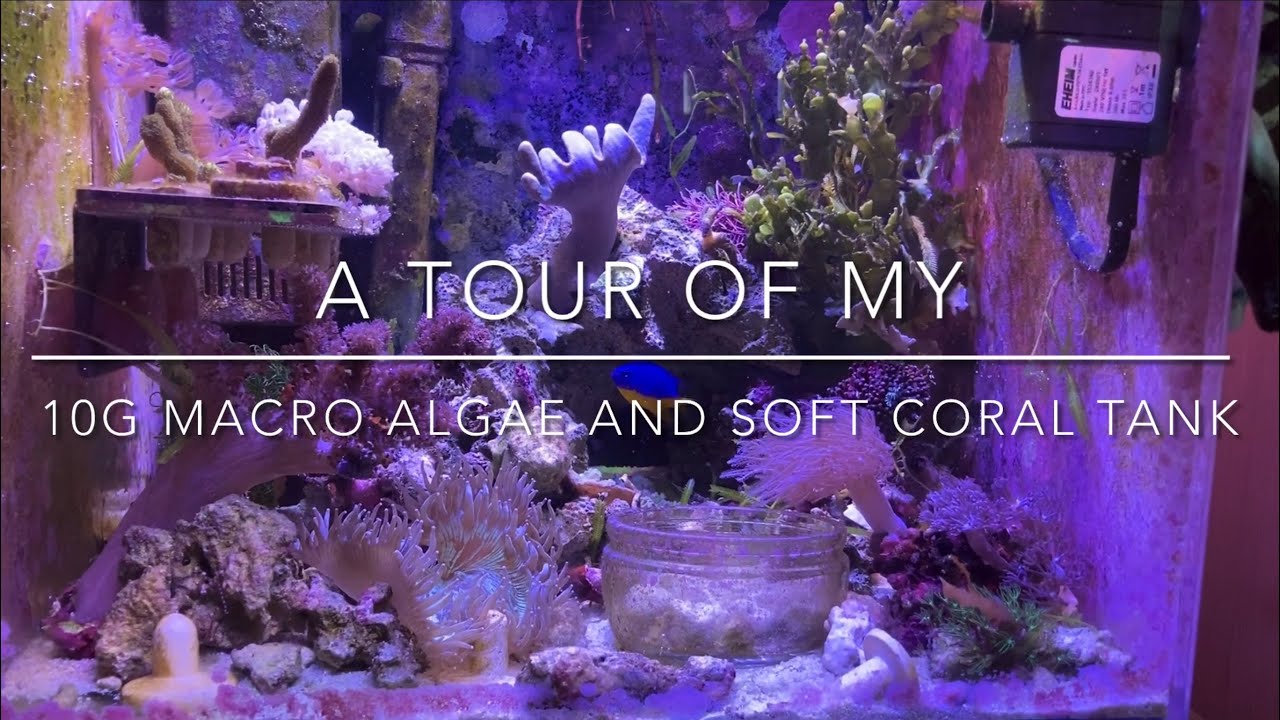 My 10g Macro Algae and Soft Coral Tank, with Internal Filter - YouTube