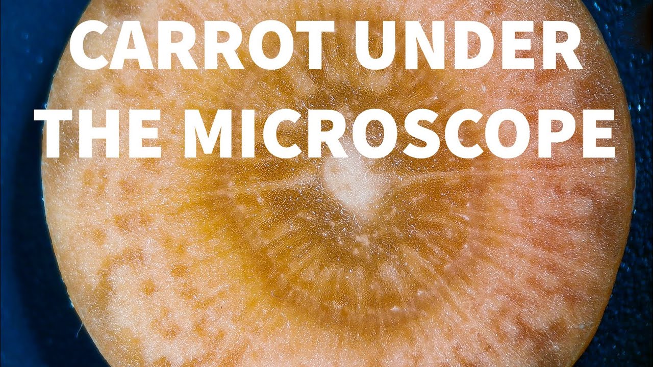 CARROT under a stereoscopic microscope - YouTube