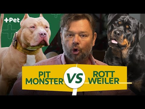 ROTTWEILER VS PIT MONSTER, QUAL O MAIS MONSTRÃO? | CANAL MAIS PET